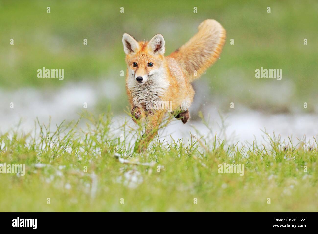 Red Fox Jumping
