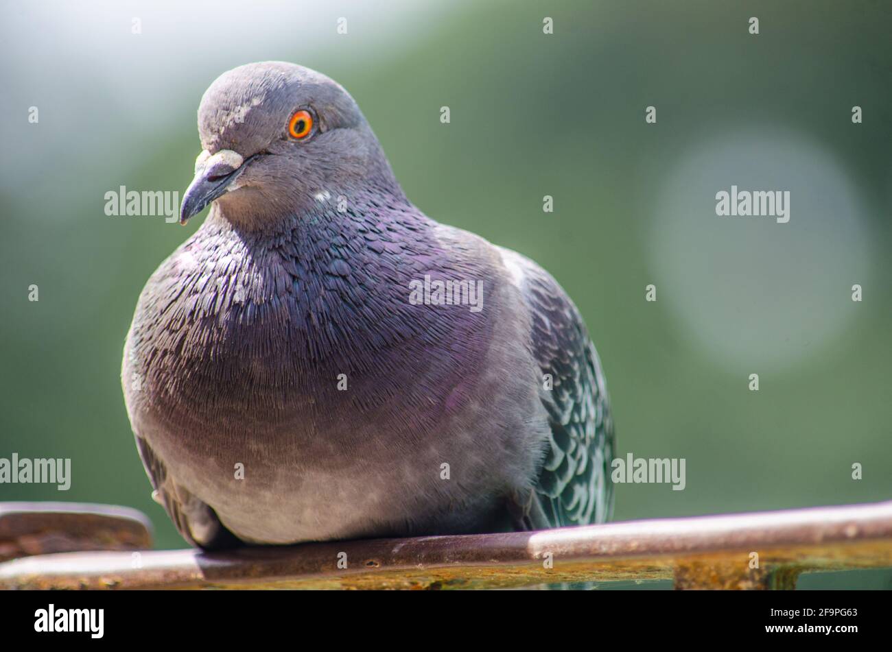 detail of a sitting pigeon Stock Photo - Alamy