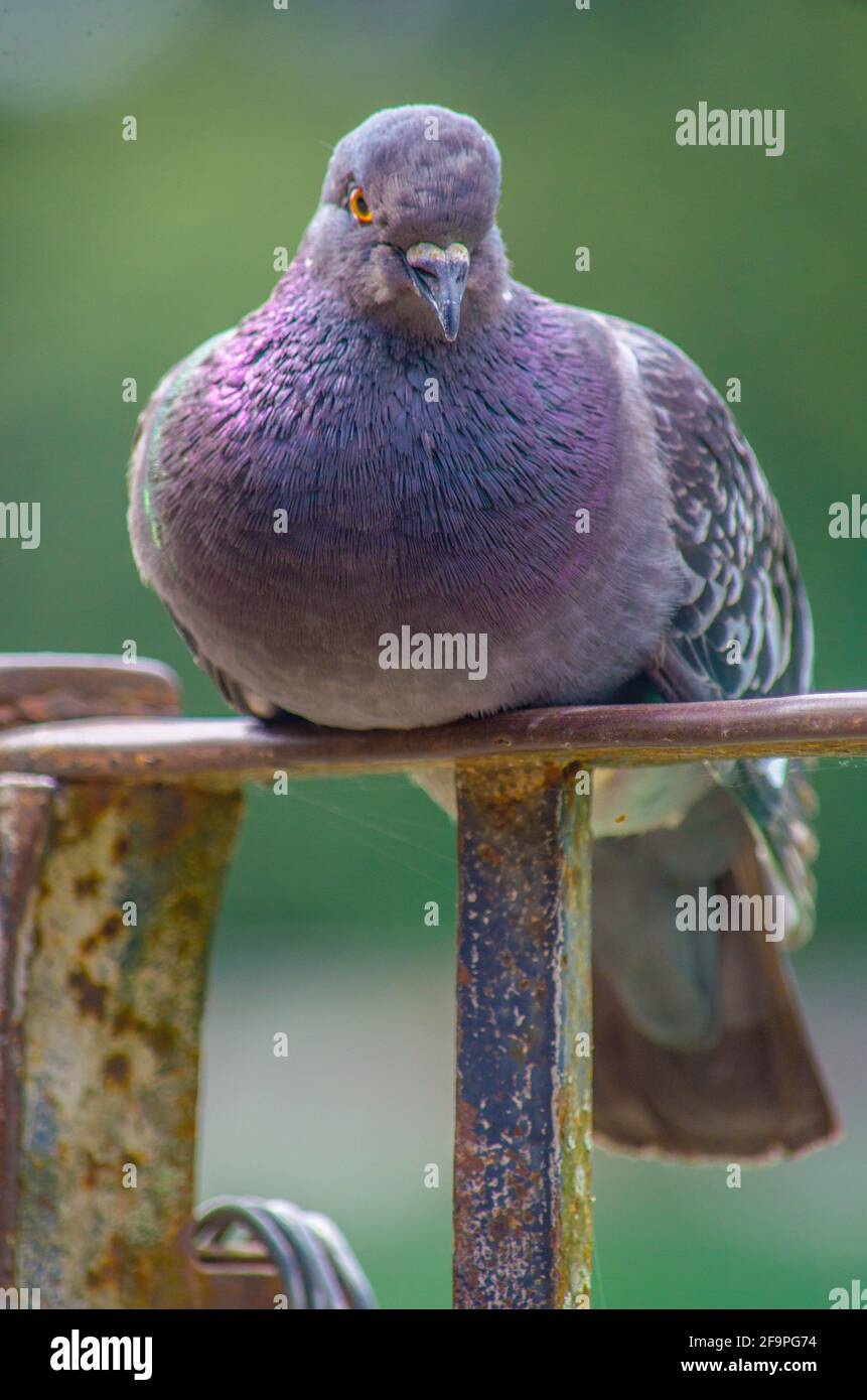detail of a sitting pigeon Stock Photo - Alamy