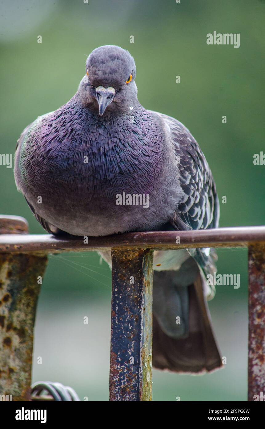 detail of a sitting pigeon Stock Photo - Alamy
