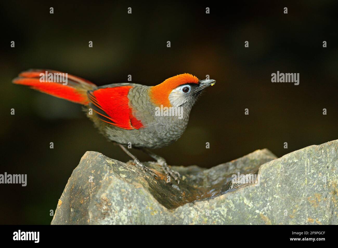 Red and grey songbird Red-tailed Laughingthrush, Garrulax milnei. Bird ...