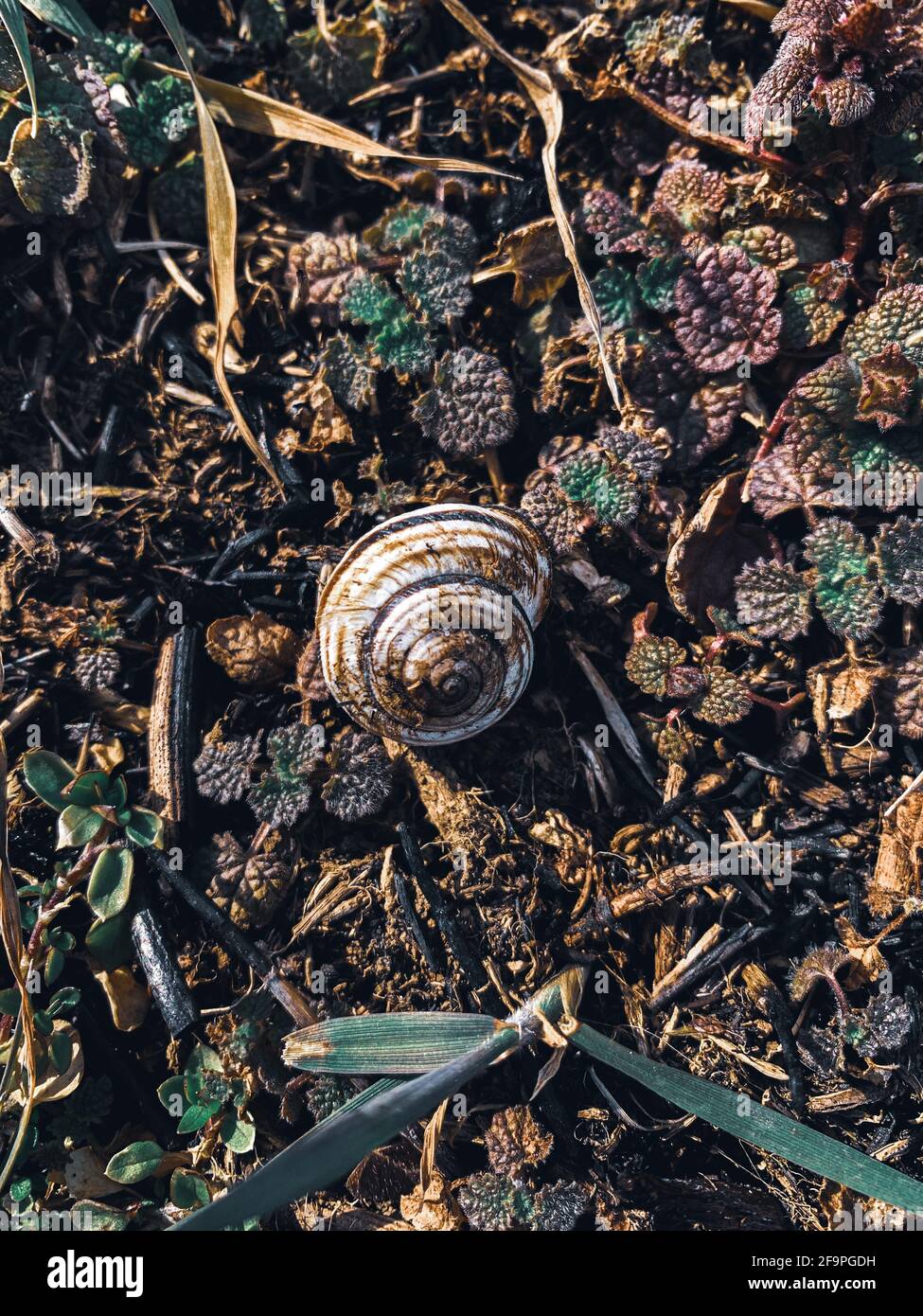 Top view of a land snail on a forest ground Stock Photo - Alamy
