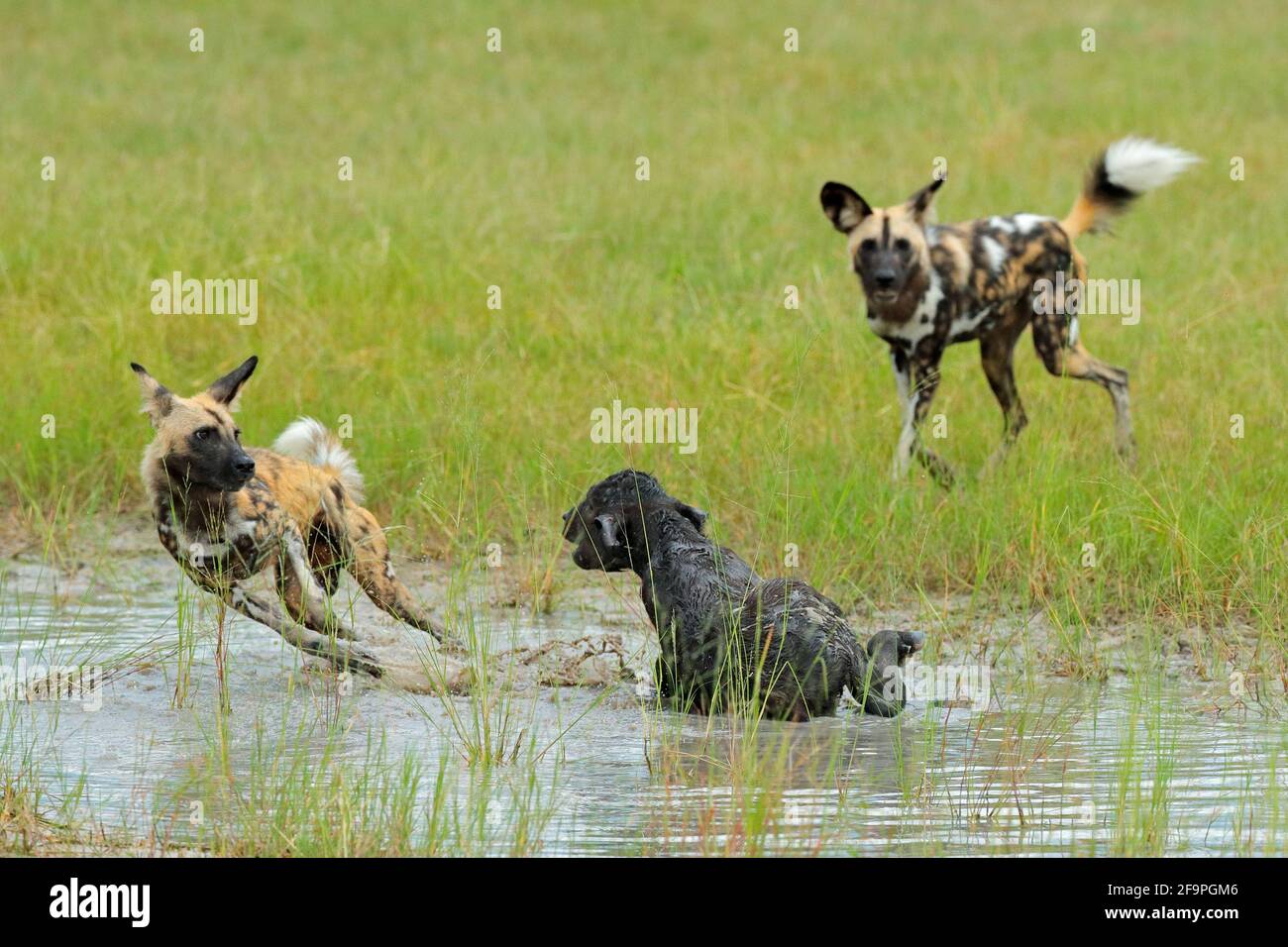 Wild Dog Hunting in Botswana, buffalo cow and calf with predator ...