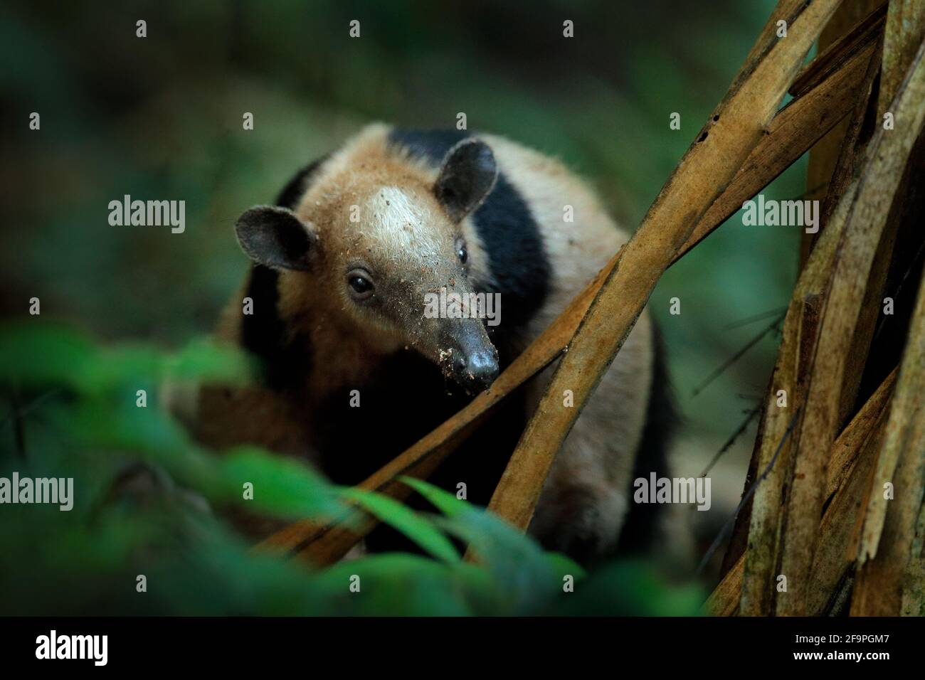 Northern tamandua, Tamandua mexicana, wild anteater in the nature ...