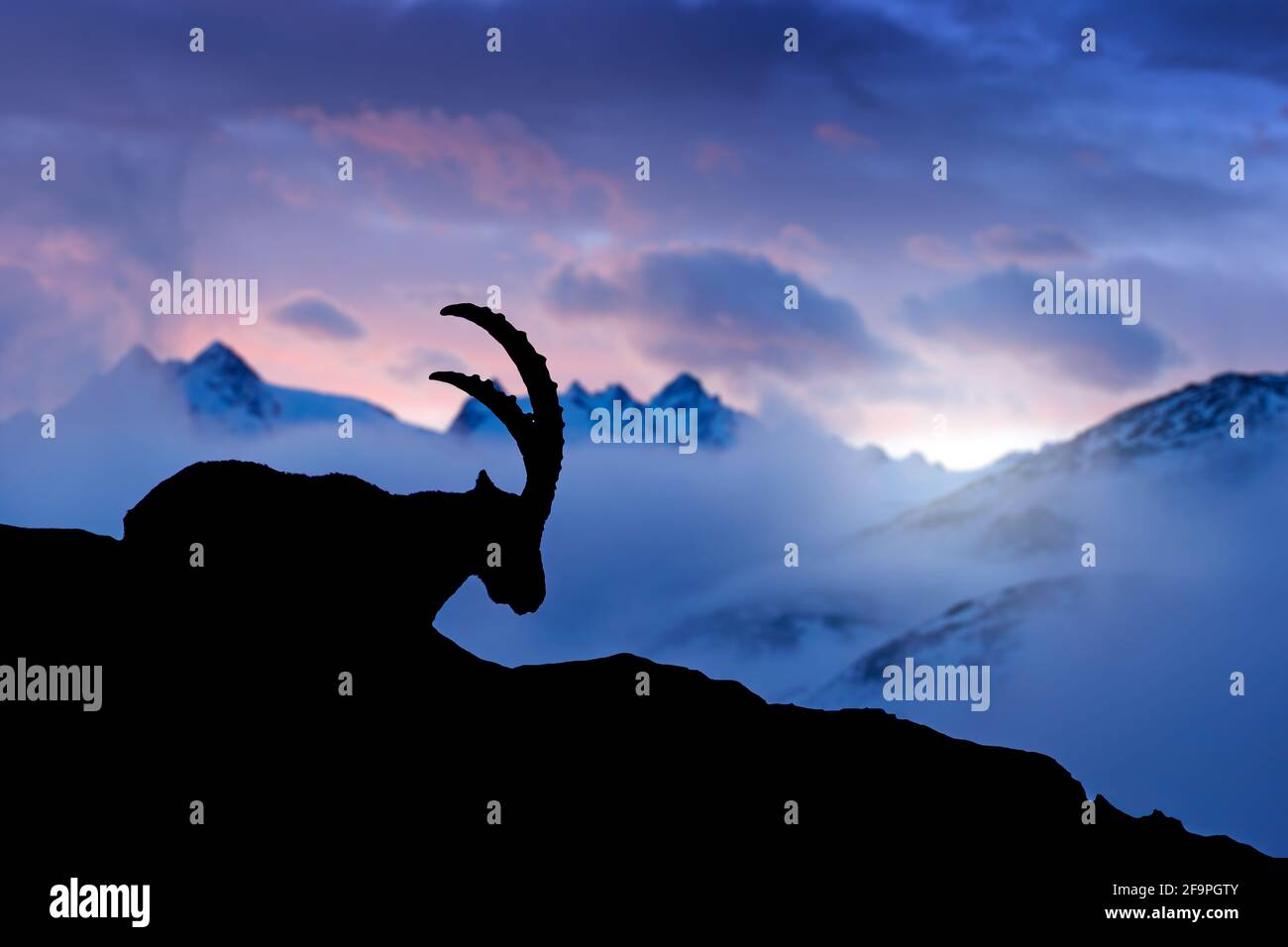 Alpine Ibex, animal in nature rock habitat, France. Twilight night in ...