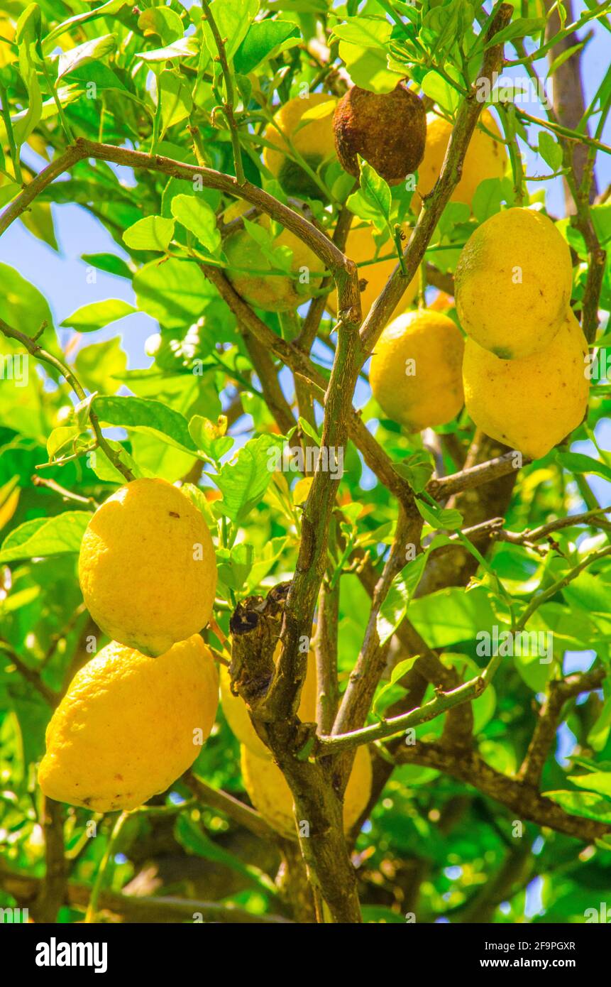 yellow lemons are hanging on a tree on italian island procida Stock ...