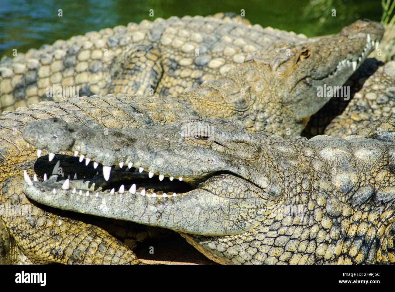 Closeup shot of a crocodiles face with its huge mouth open on a sunny ...
