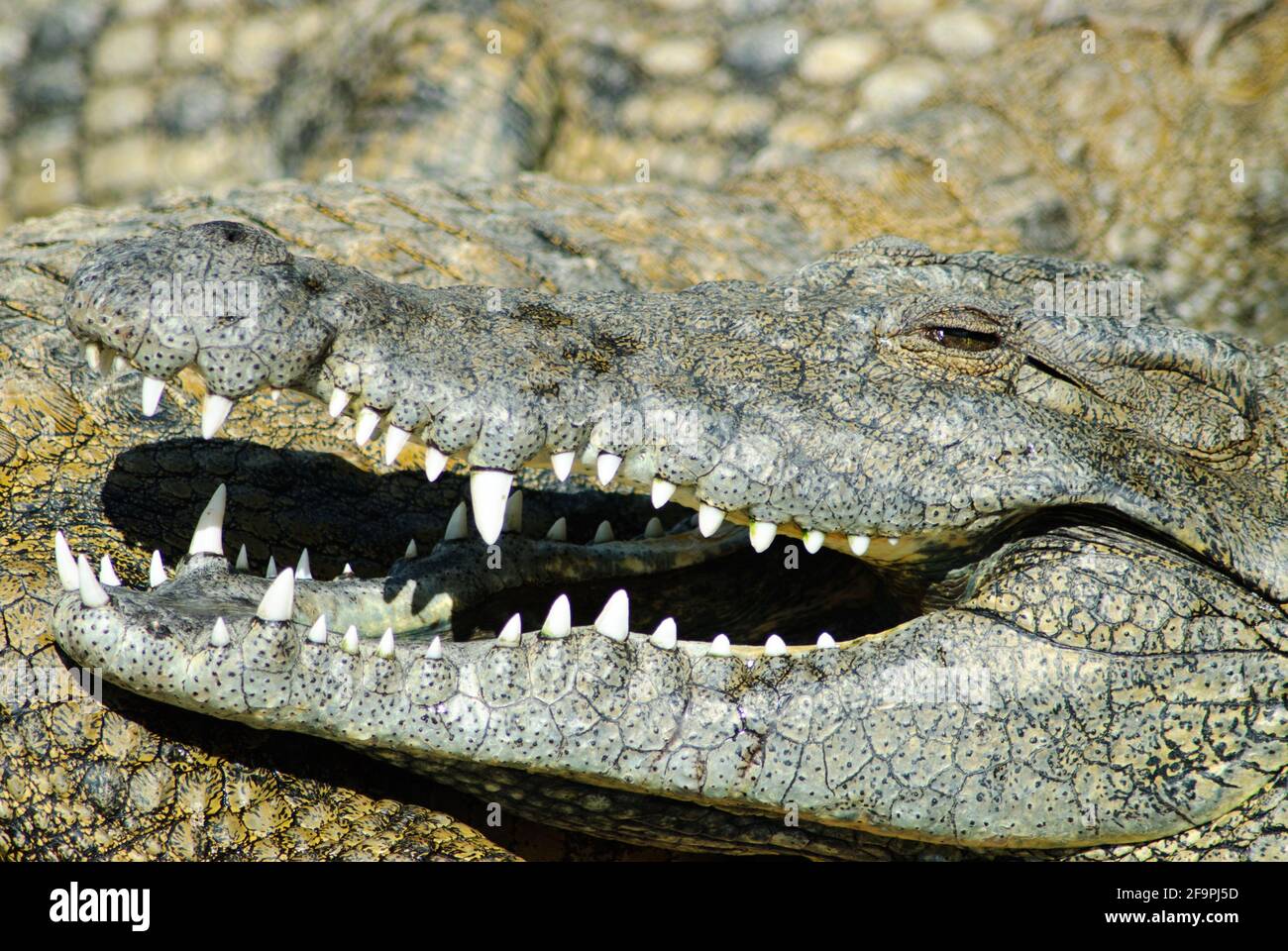 Crocodile Head Open Mouth