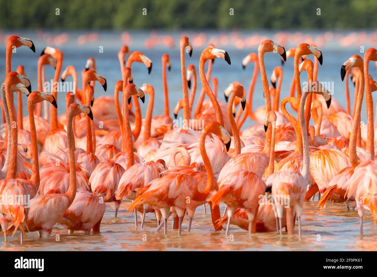 American aka Caribbean flamingos Phoenicopterus ruber at the lagoon of ...
