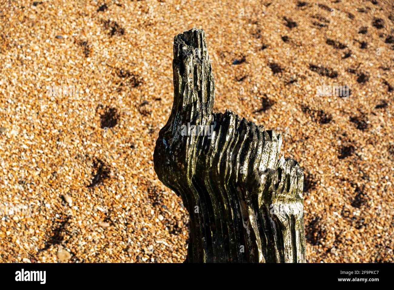 Eroded wooden groyne in the shape of a pointed finger Stock Photo - Alamy