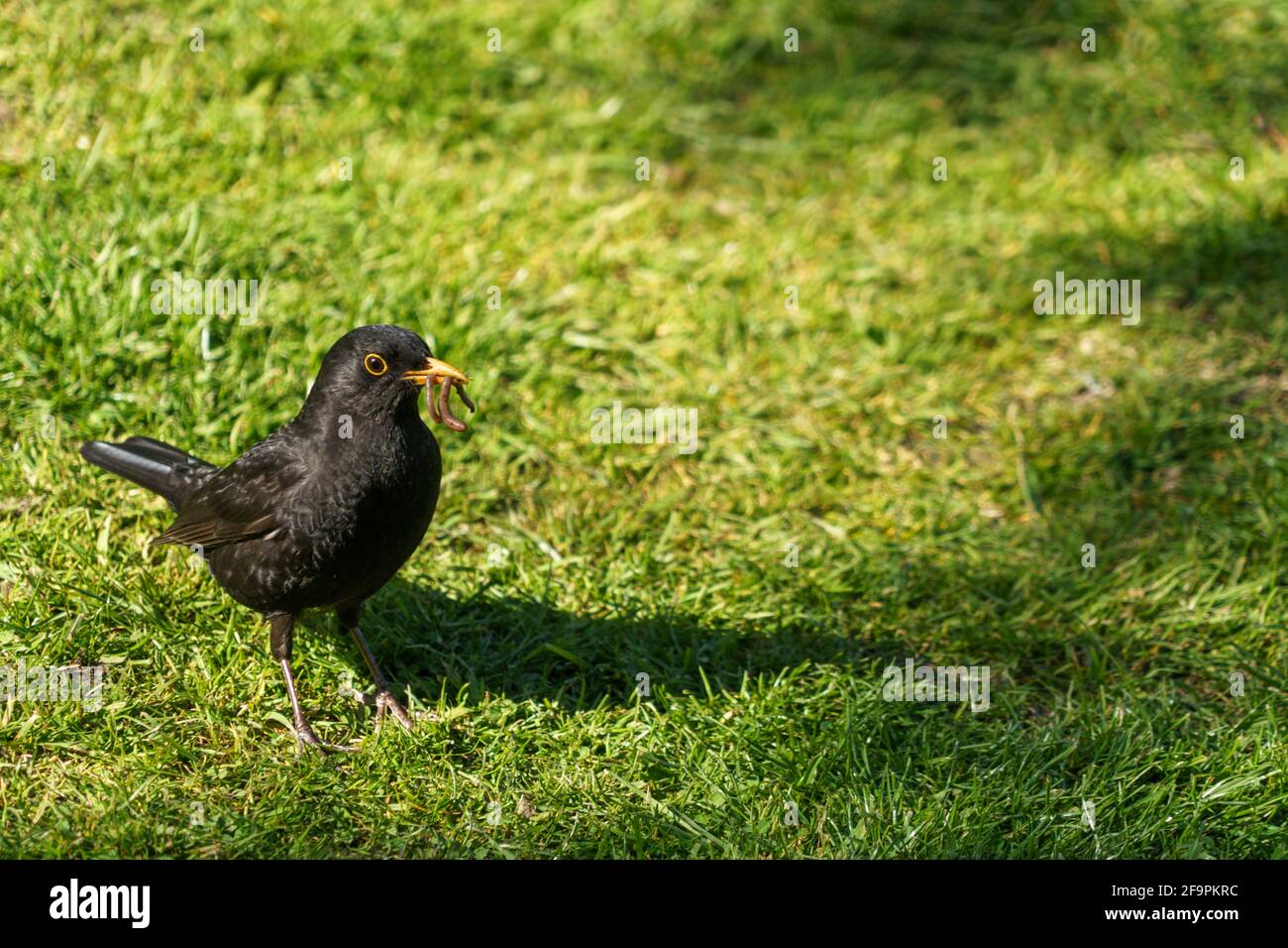 Worm in bill hi-res stock photography and images - Alamy