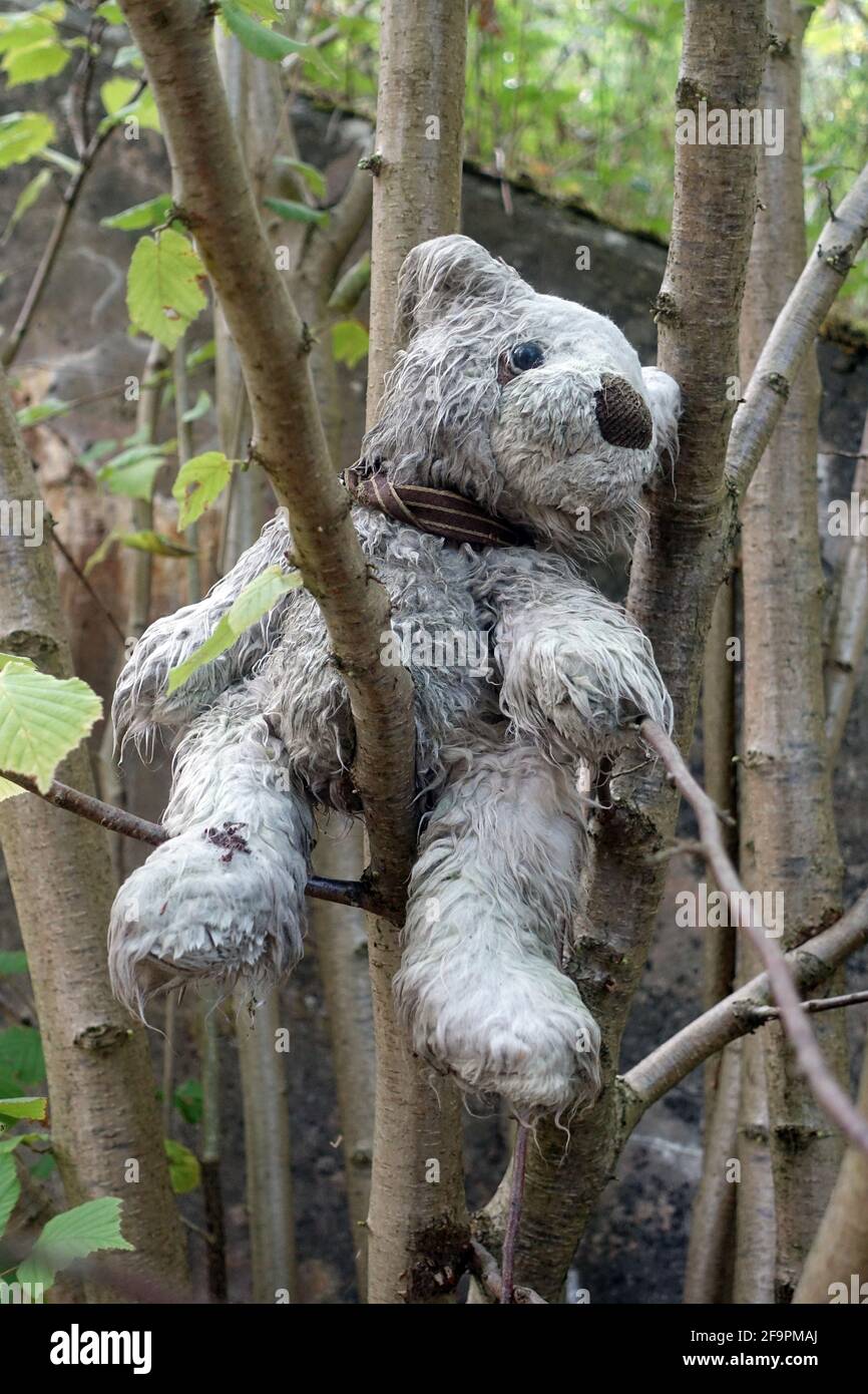 07.09.2018, Walkmuehle, Brandenburg, Germany - Teddy bear is stuck wet ...