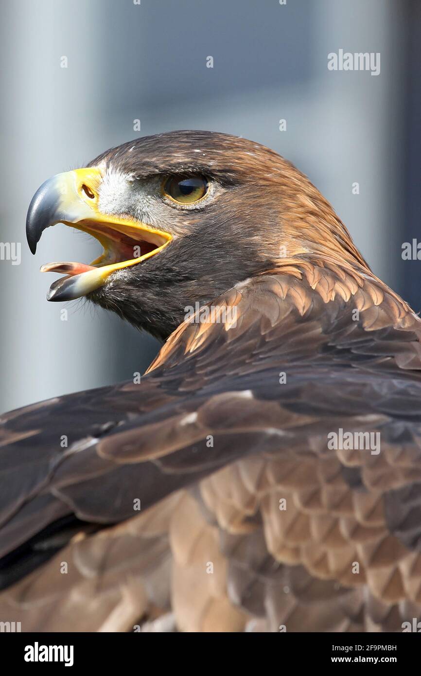 Golden eagle aquila chrysaetos germany hi-res stock photography and ...