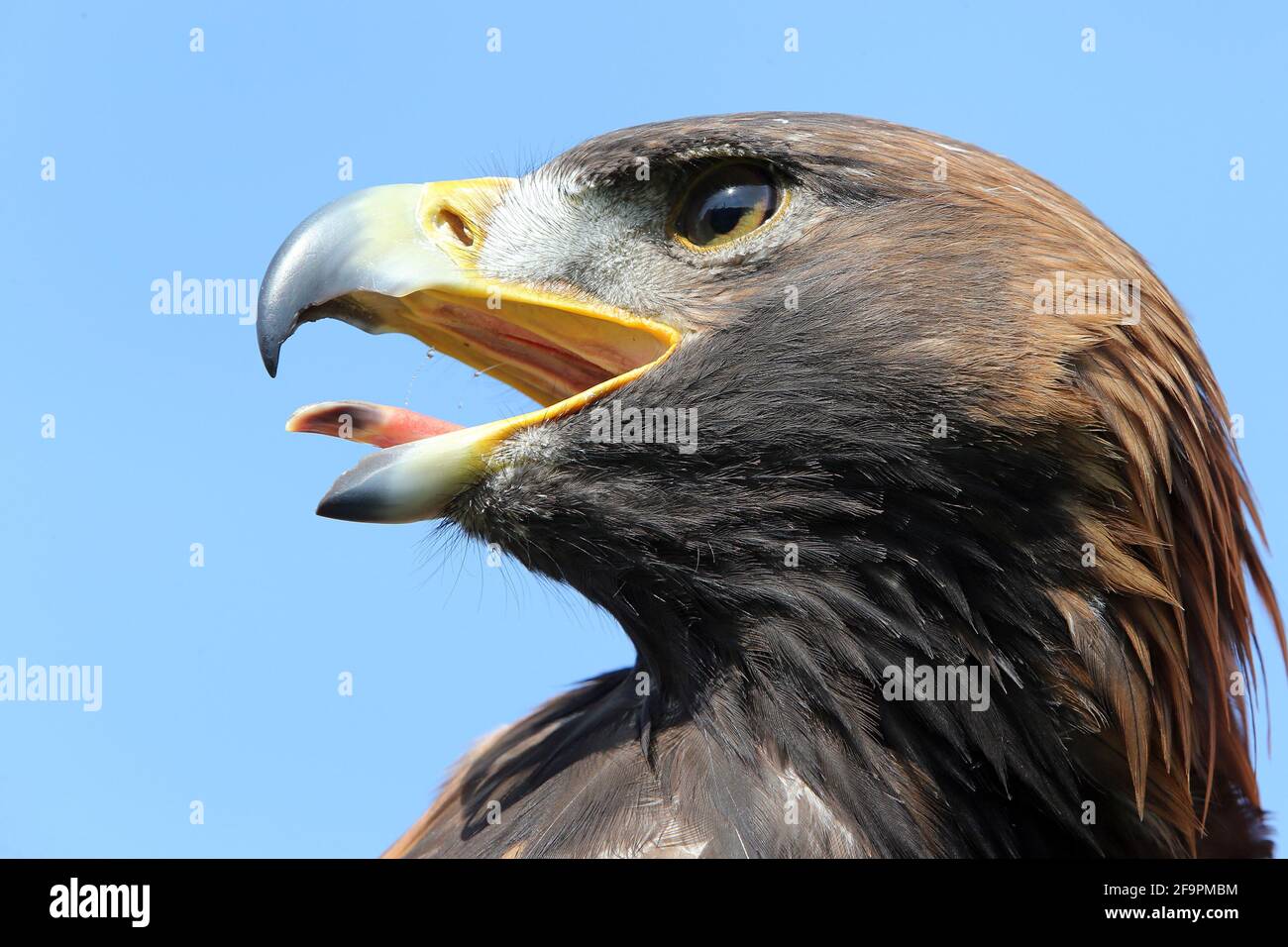 Golden eagle aquila chrysaetos germany hi-res stock photography and ...