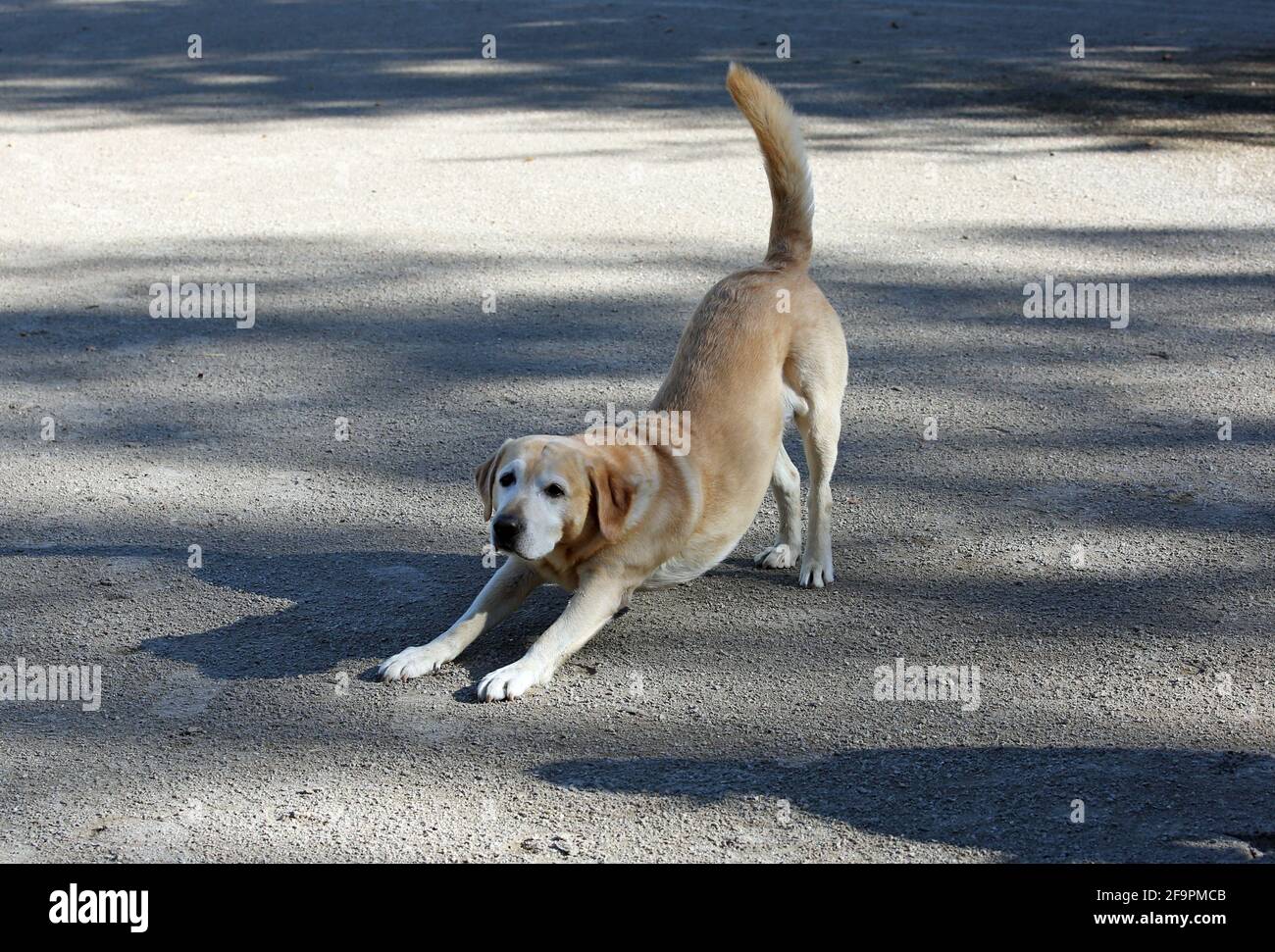 Labrador stretching hi-res stock photography and images - Alamy