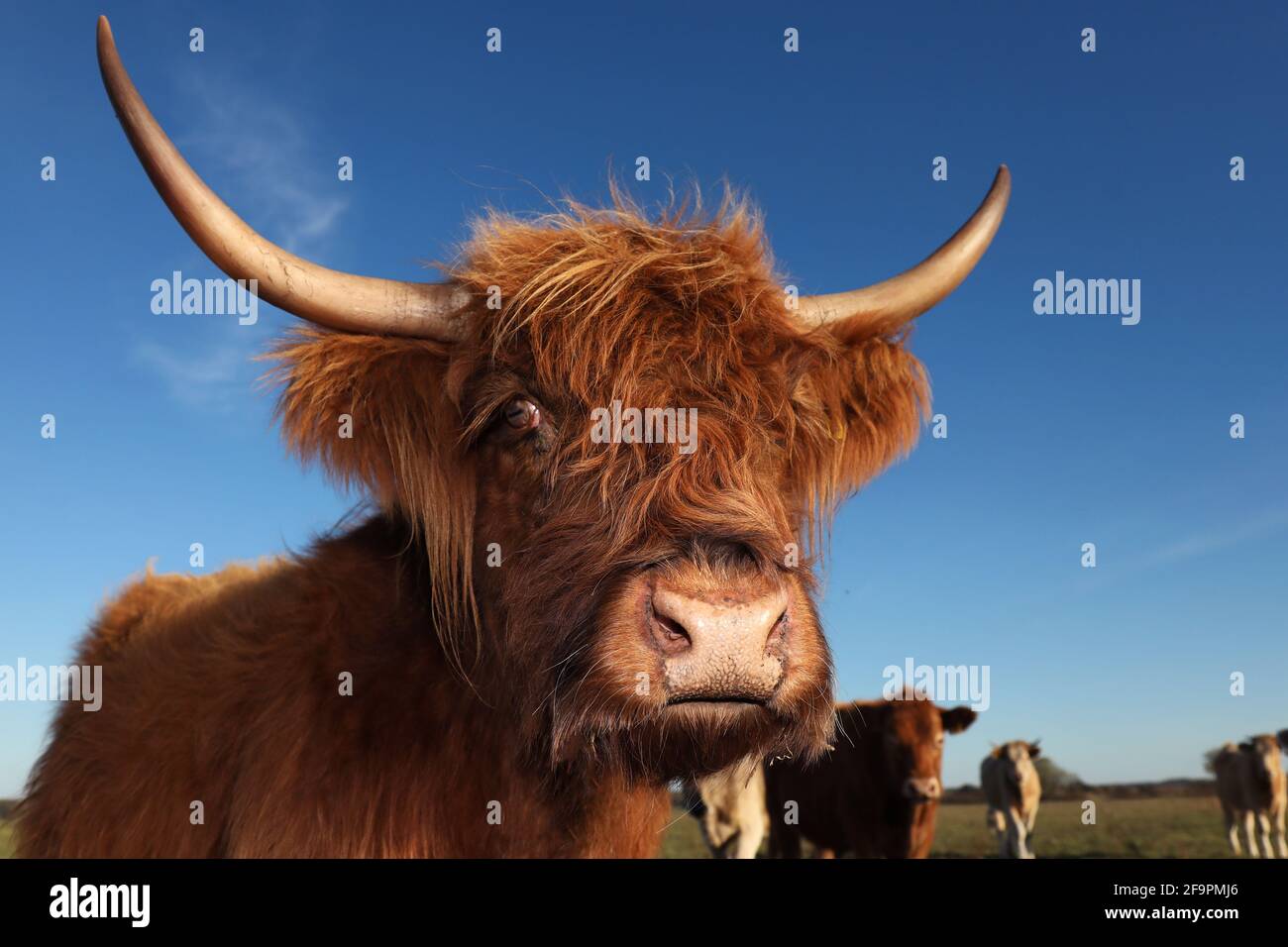 Red galloway cattle hi-res stock photography and images - Alamy