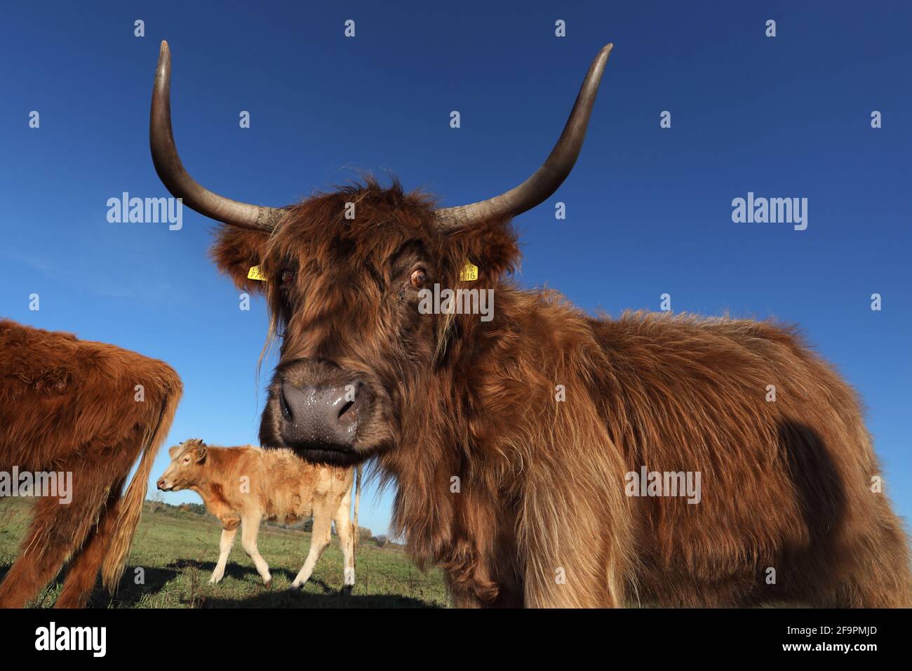Red galloway cattle hi-res stock photography and images - Alamy