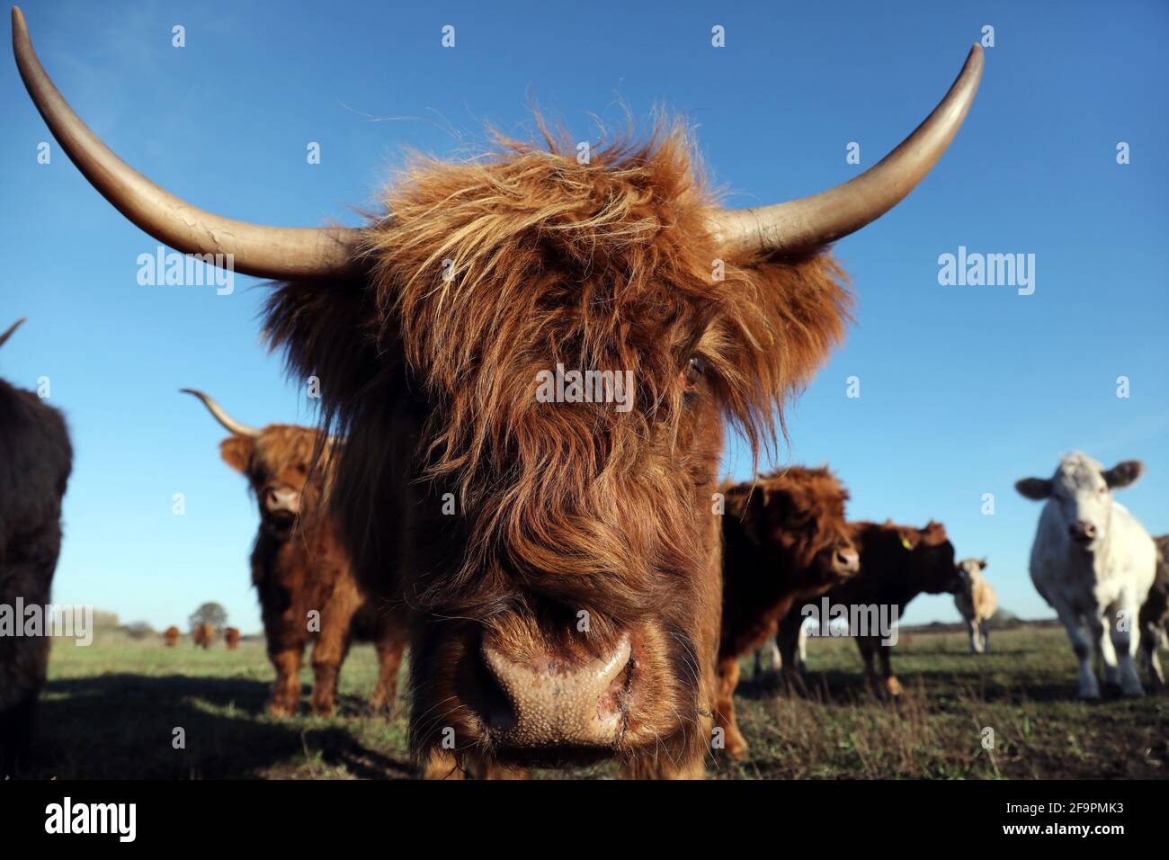 Red galloway cattle hi-res stock photography and images - Alamy