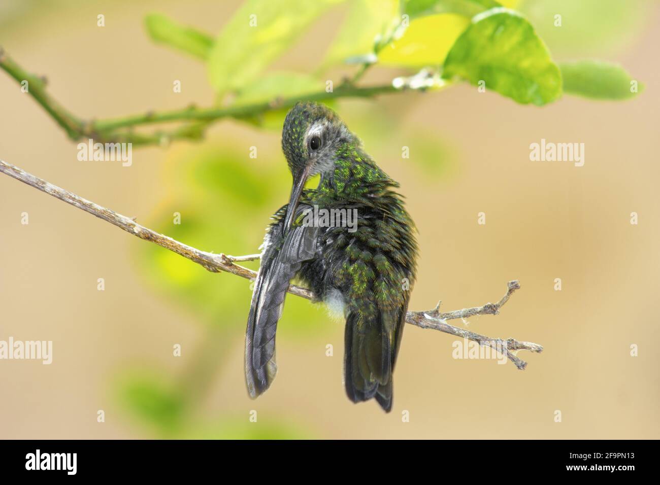 Green bee hummingbird on a branch scratching itself Stock Photo - Alamy