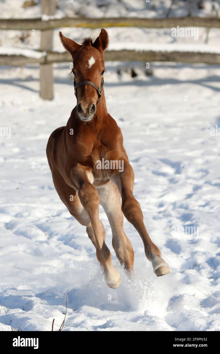 Sea moon horse hi-res stock photography and images - Alamy