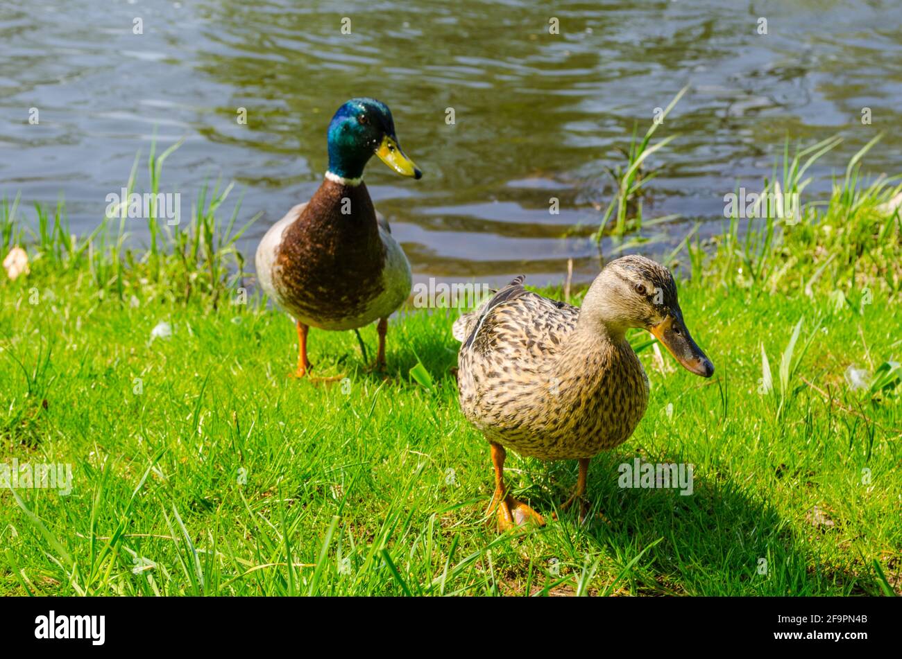 couple of ducks running through grass Stock Photo - Alamy