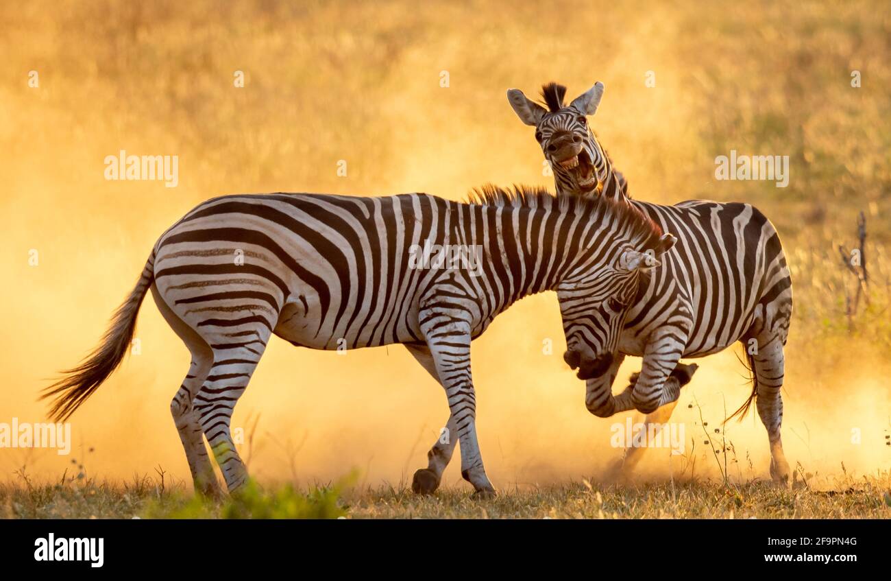 Zebra mating hi-res stock photography and images - Alamy