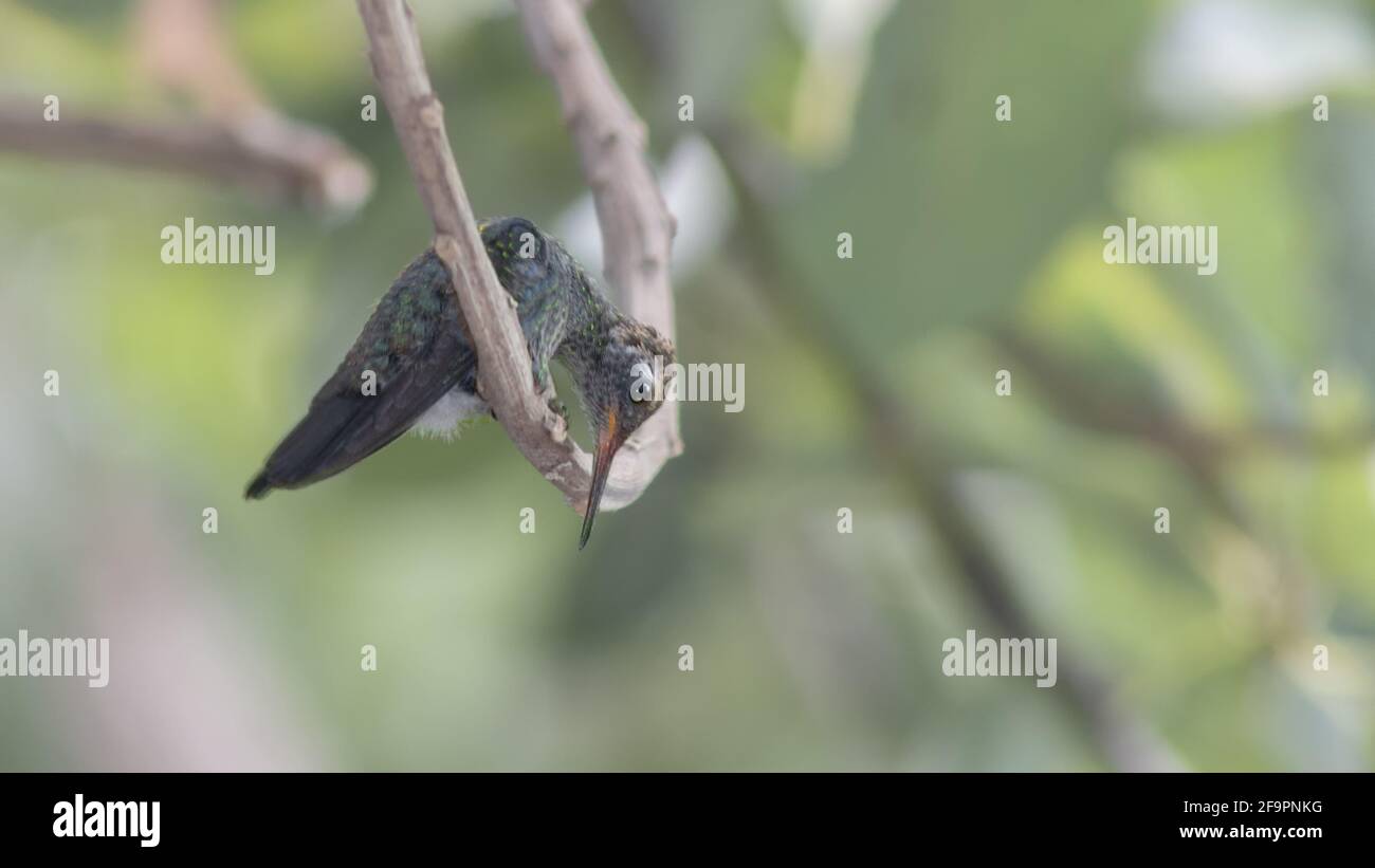 Hummingbird looking down hi-res stock photography and images - Alamy