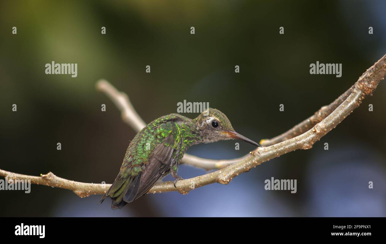 Green bee hummingbird picking at a branch in the woods Stock Photo - Alamy