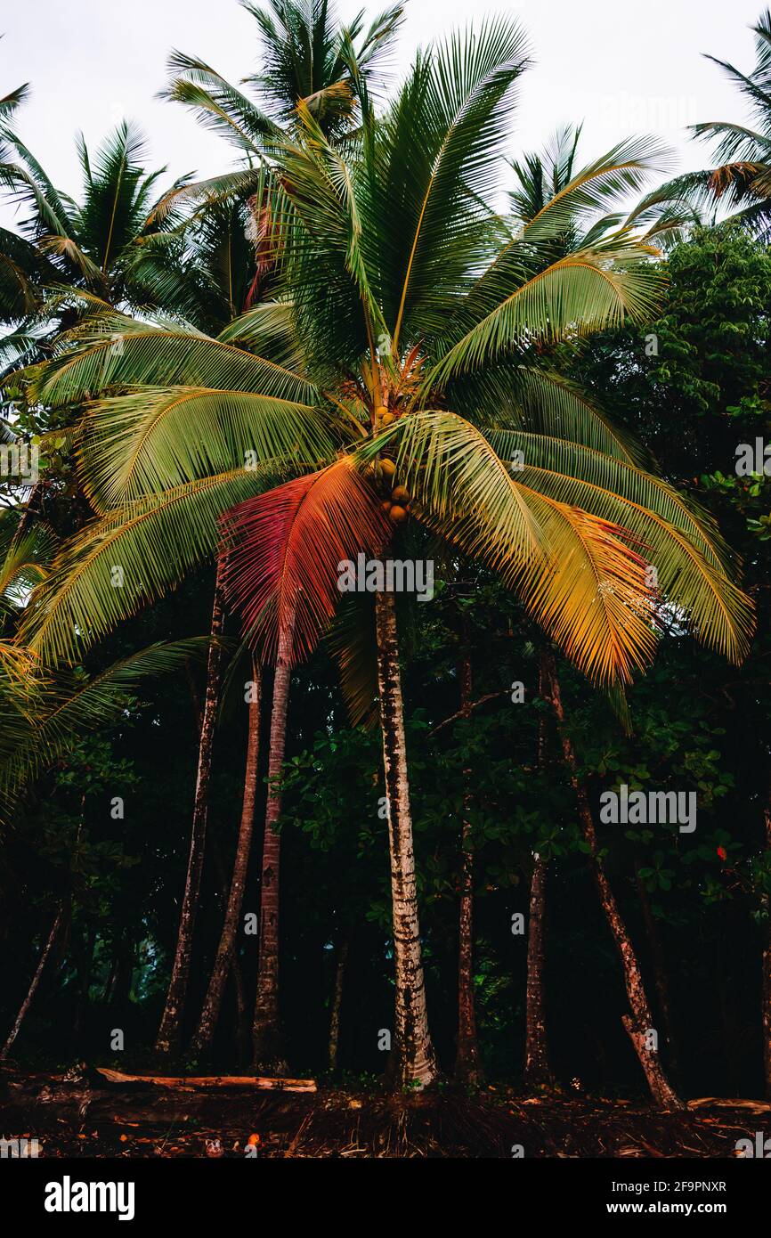 Vertical photo of a palm tree with the leaves with different colors ...