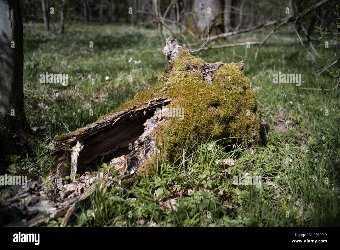 Broken tree trunk covered with moss in the forest Stock Photo - Alamy