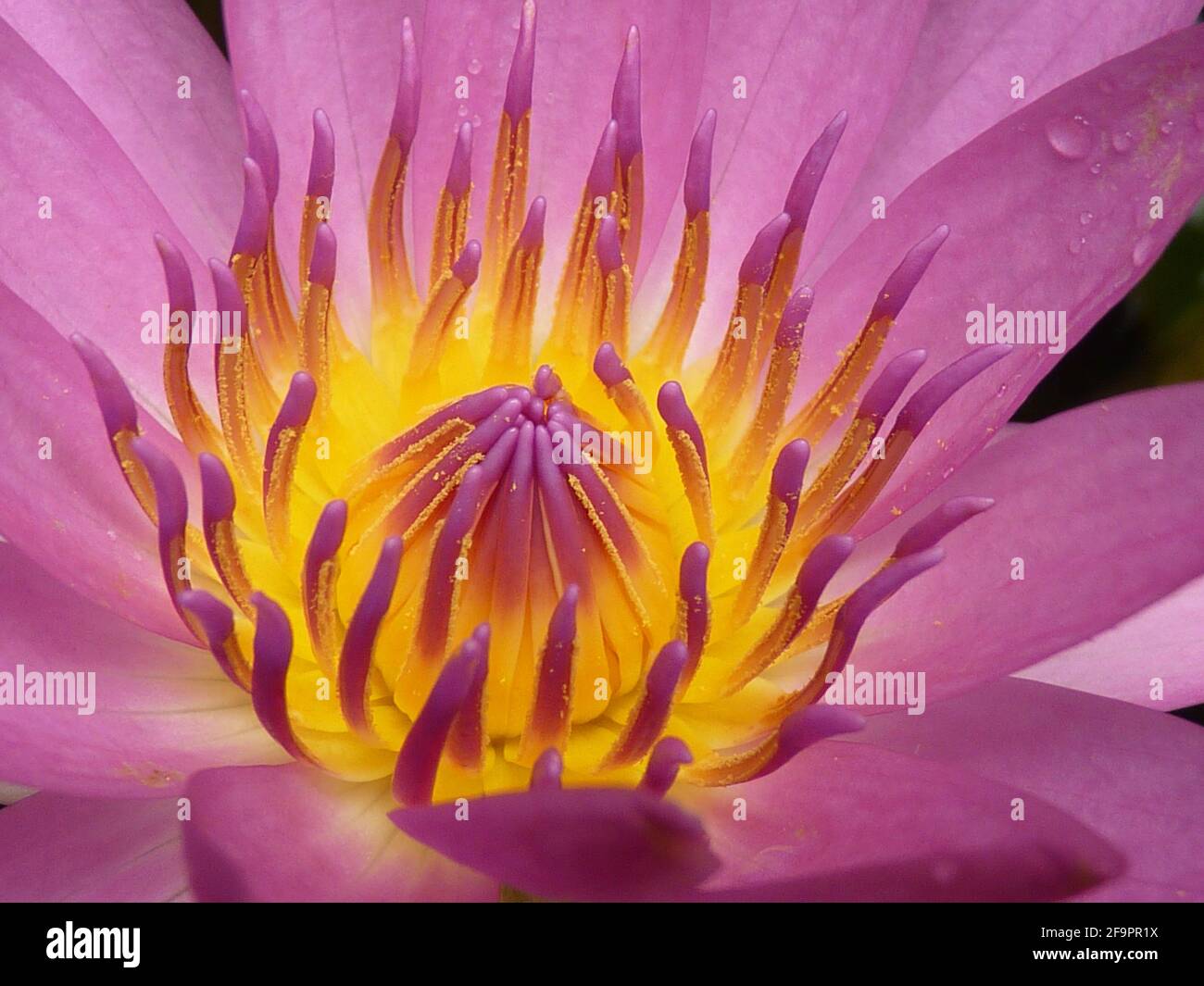 Macro of red and blue water lily (Nymphaea nouchali) pistil Stock Photo ...