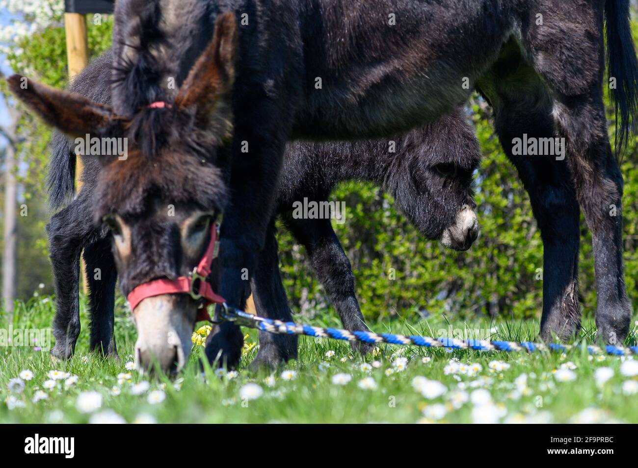 Wernigerode, Germany. 20th Apr, 2021. A few weeks old donkey foal ...