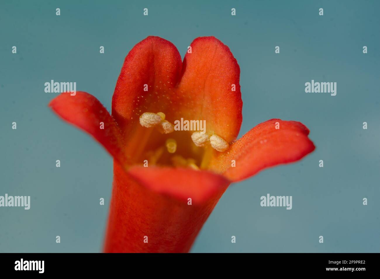 Closeup of a red firecracker plant with a pale blue background Stock ...