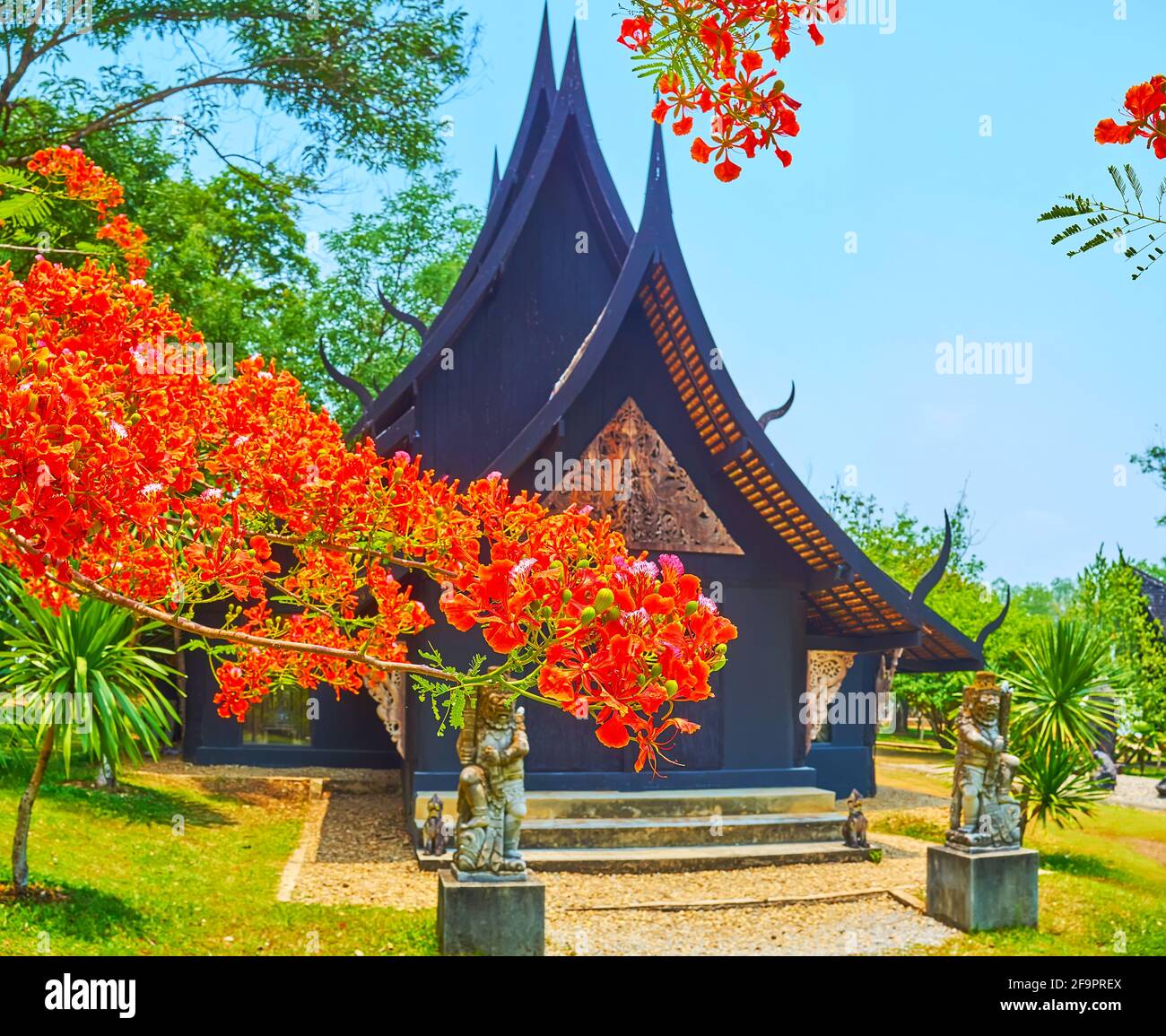 CHIANG RAI, THAILAND - MAY 11, 2019: The scenic flame tree flowers at ...