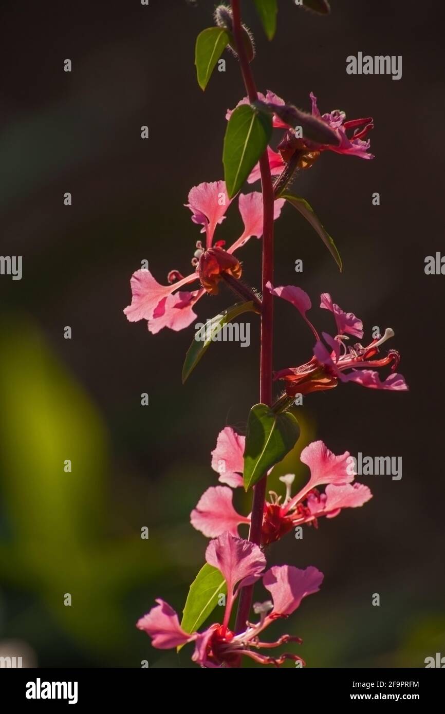 Clarkia hi-res stock photography and images - Alamy