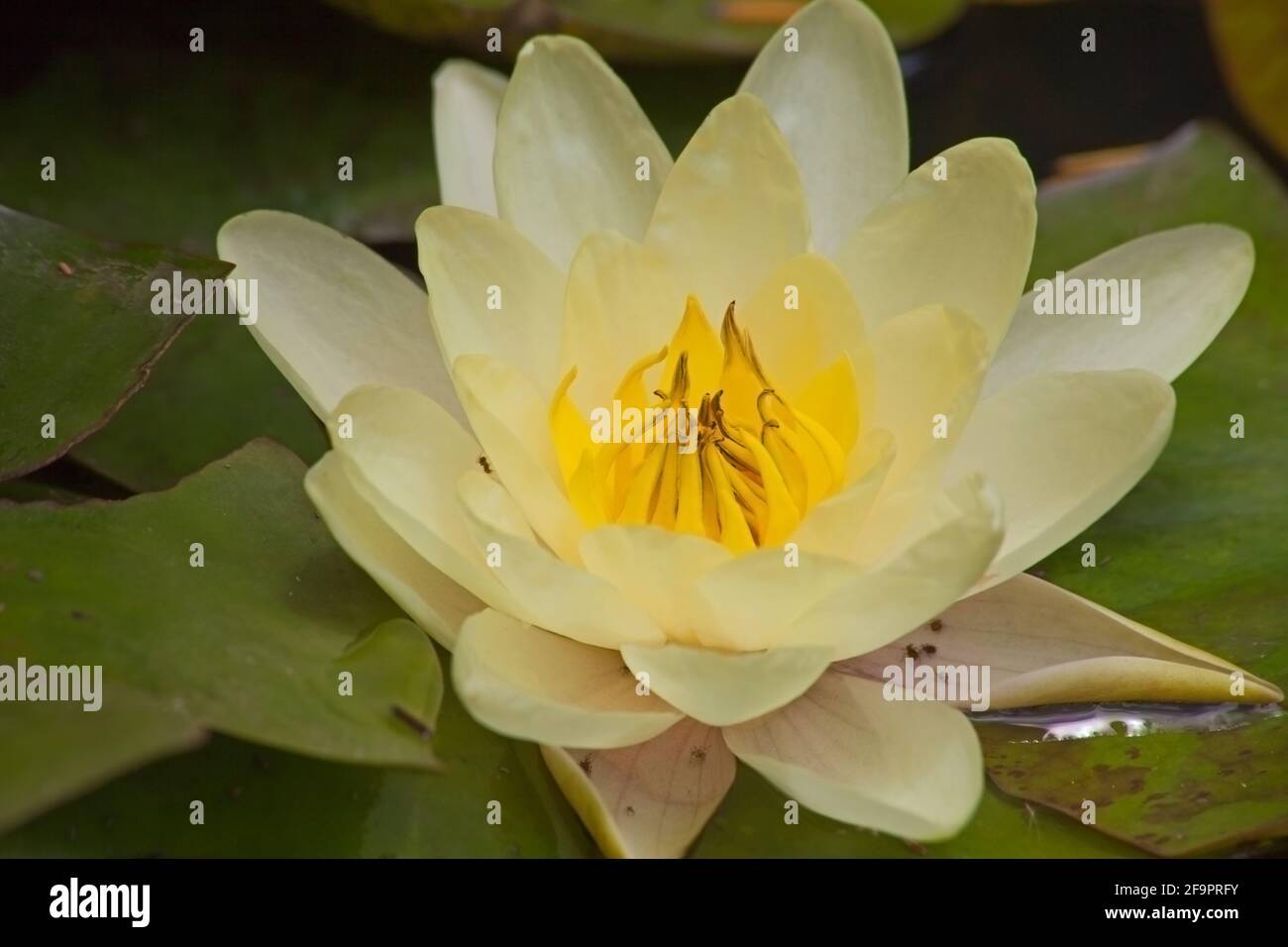 Nymphaea hybrid hi-res stock photography and images - Alamy