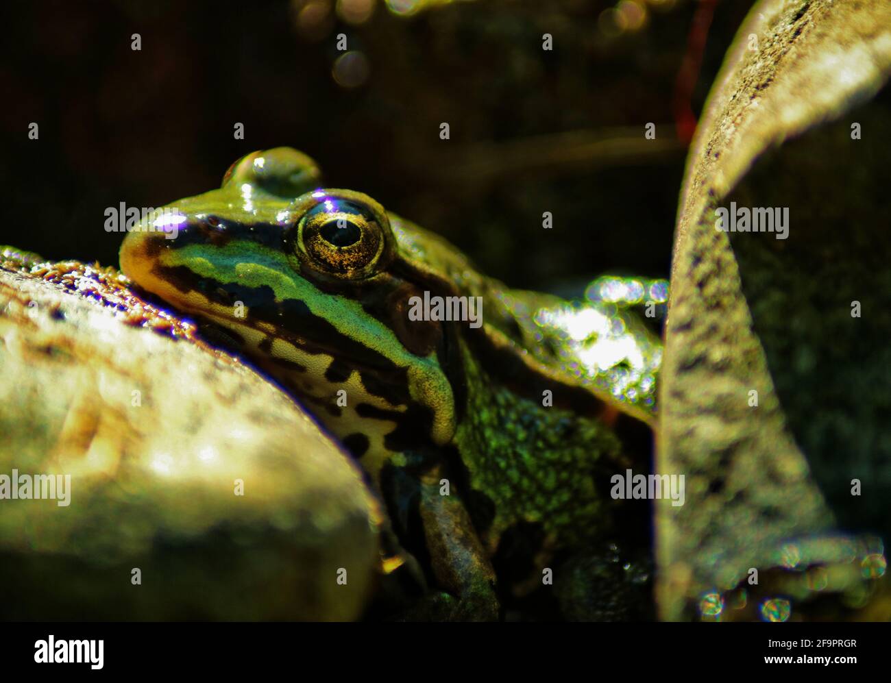 Macro closeup shot of a green frog with stripes Stock Photo - Alamy