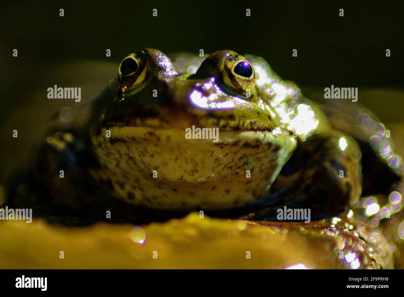 Macro closeup shot of a green frog with stripes Stock Photo - Alamy