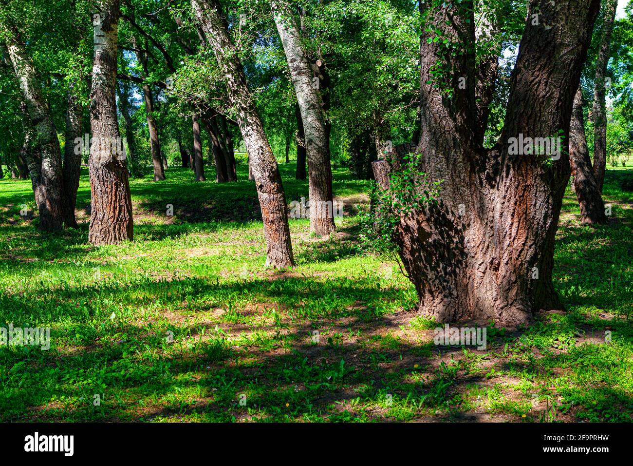 Poplar trees reserve hi-res stock photography and images - Alamy