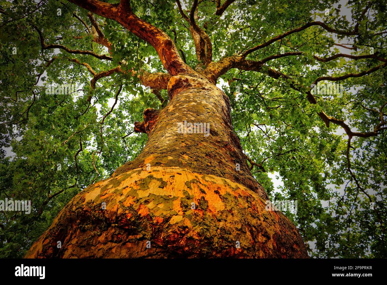 Low angle shot of a tall tree with green branches Stock Photo - Alamy