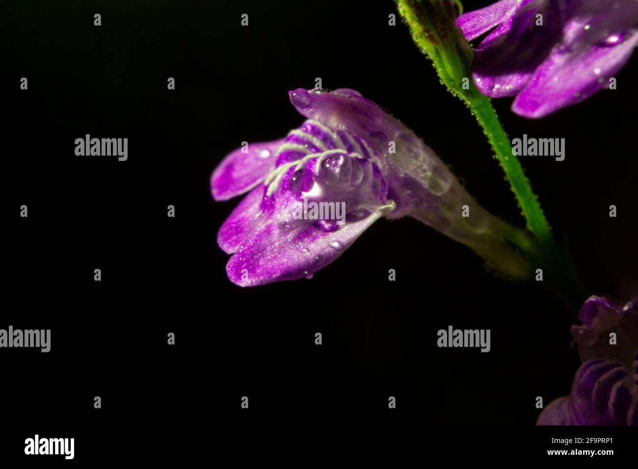 Closeup shot of beautiful purple linden flowers on a dark background ...
