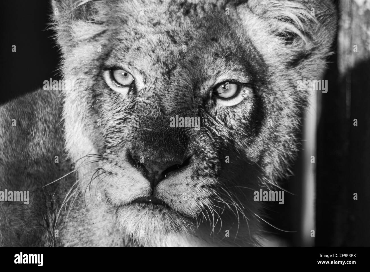 Grayscale shot of a lion head Stock Photo - Alamy