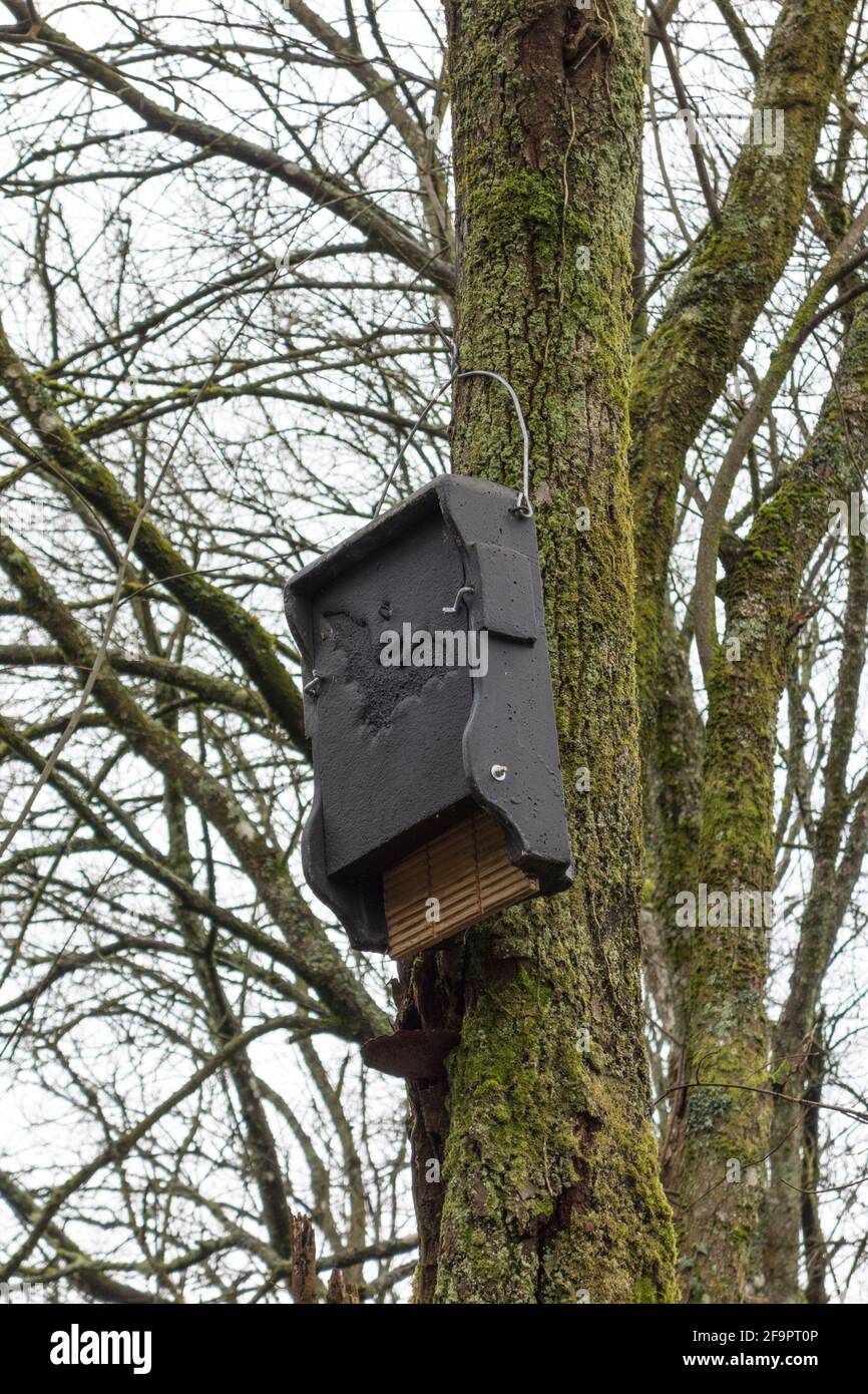 Bat hanging on tree hi-res stock photography and images - Alamy