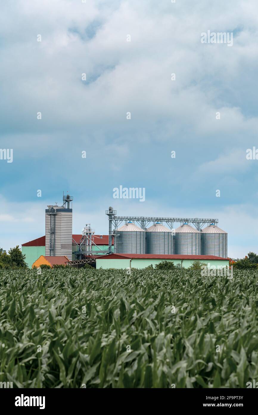 Grain storage silos in cultivated corn maize field, selective focus on ...