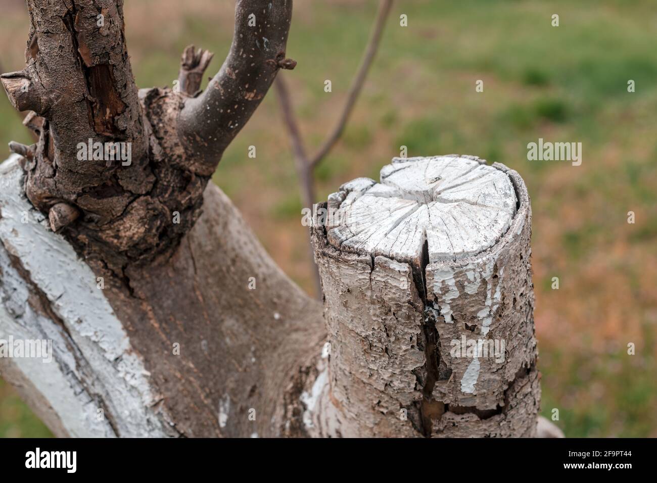 White walnut tree hi-res stock photography and images - Alamy