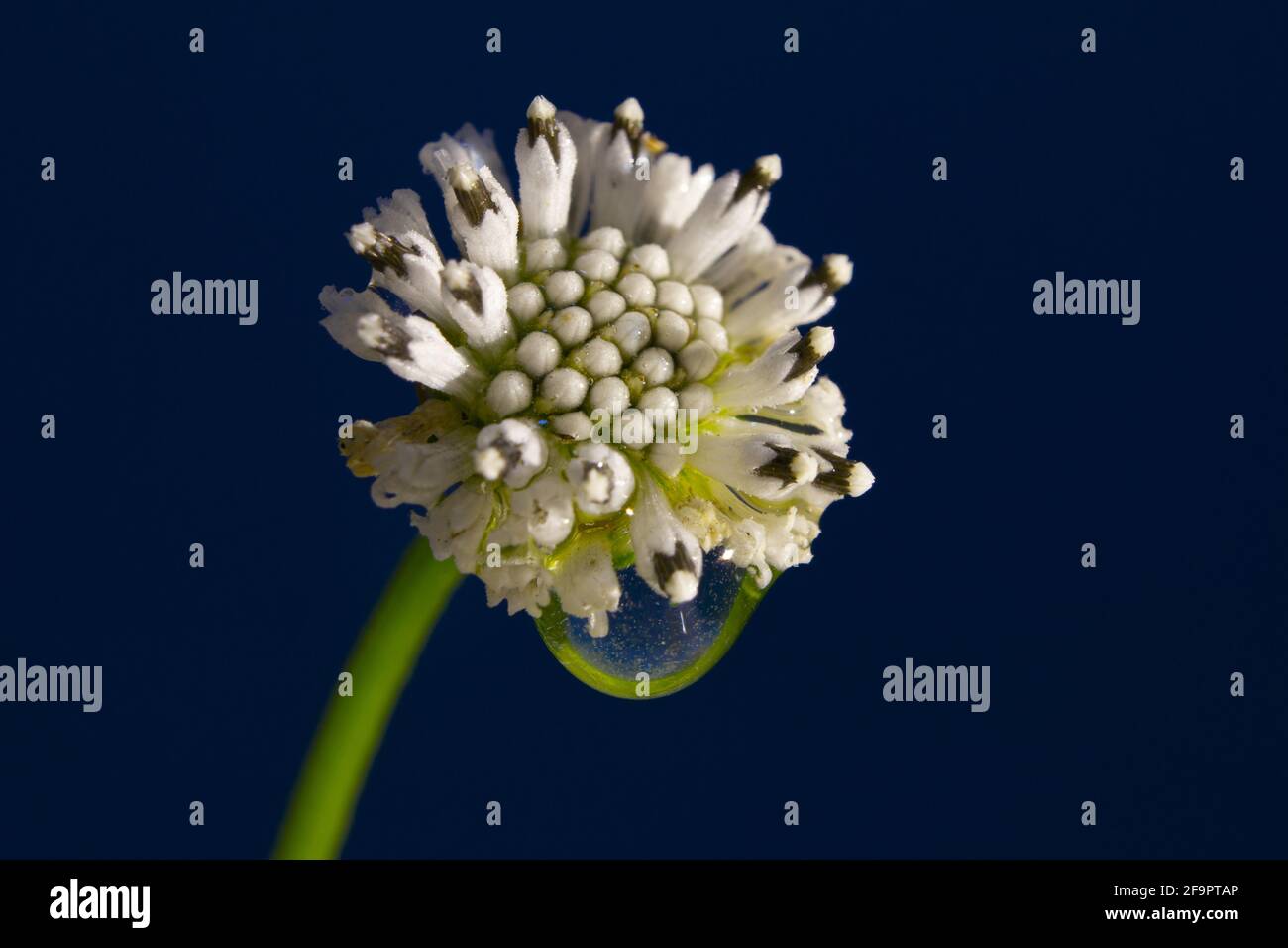 Melanthera hi-res stock photography and images - Alamy