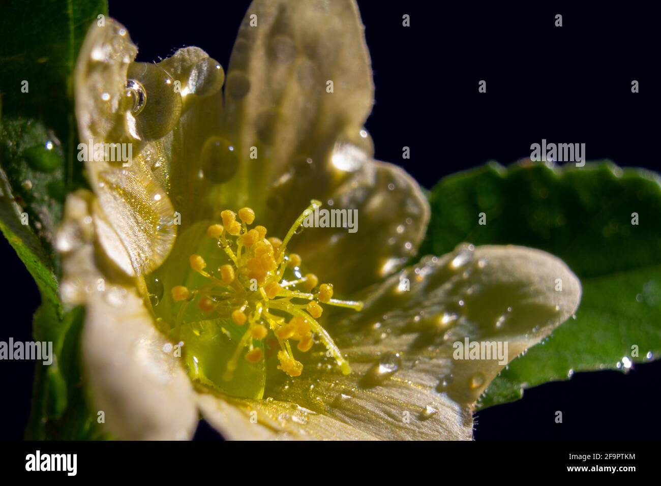 Macro shot of the inside of a pretty flower with yellow bud and ...