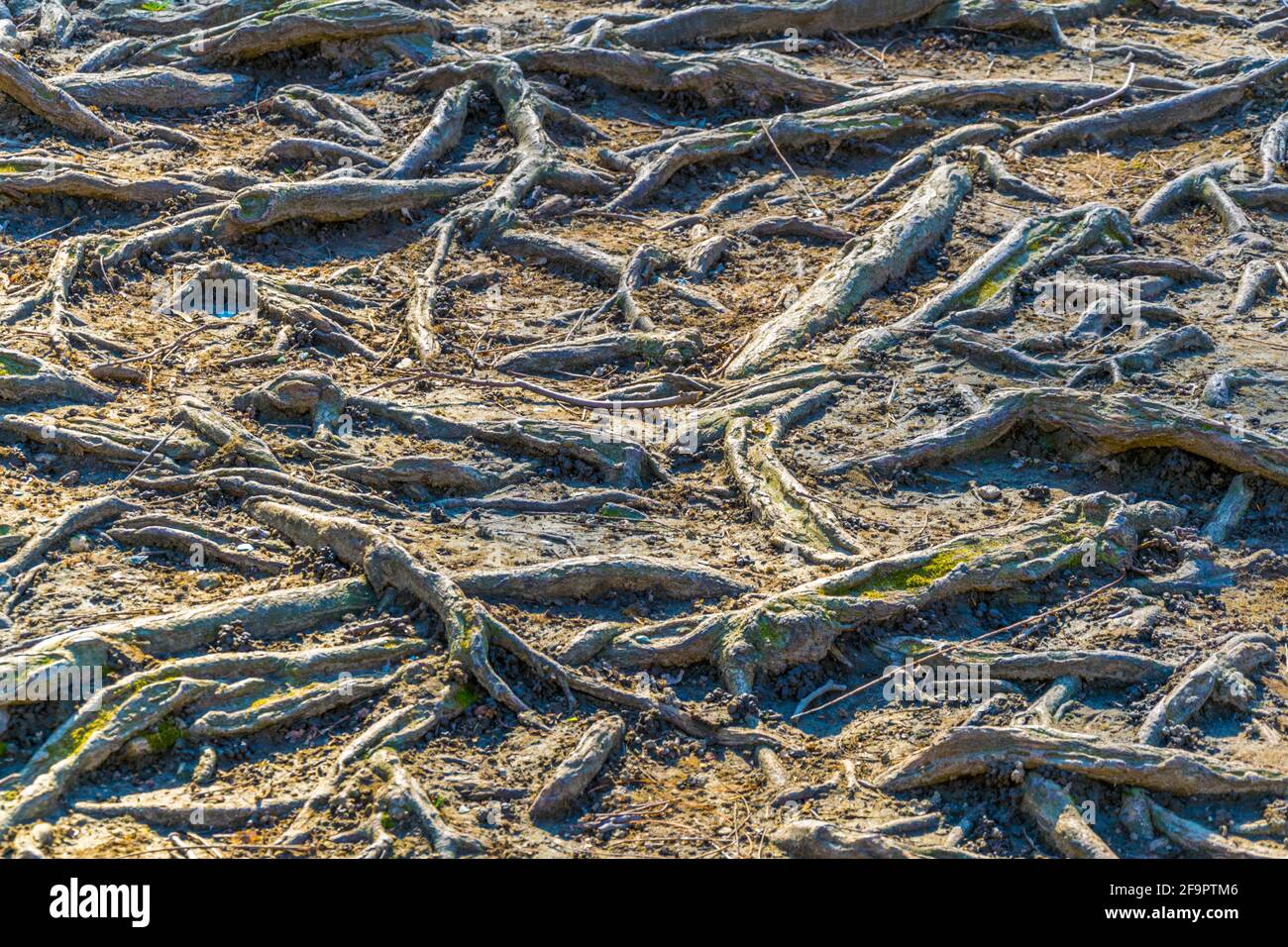 Tree roots growing over rock hi-res stock photography and images - Alamy