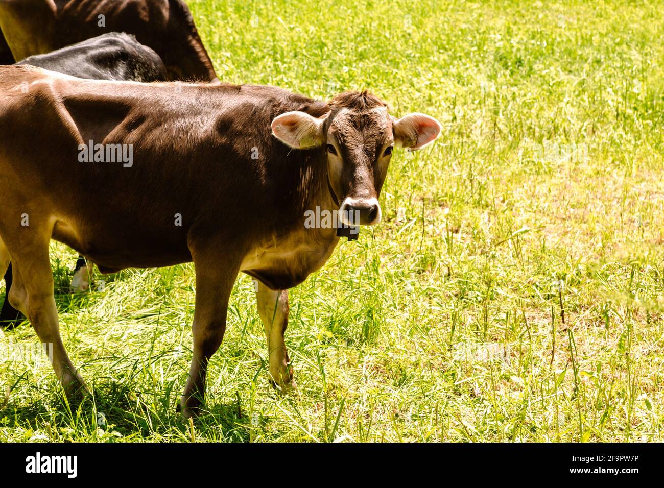 Brown cows in the alpine meadow in Italy Stock Photo - Alamy