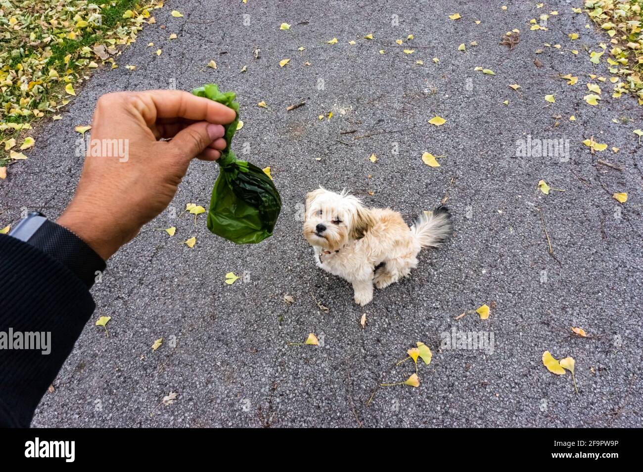 Cute dog in fall sitting on sidewalk looking at a bag of poop in the ...